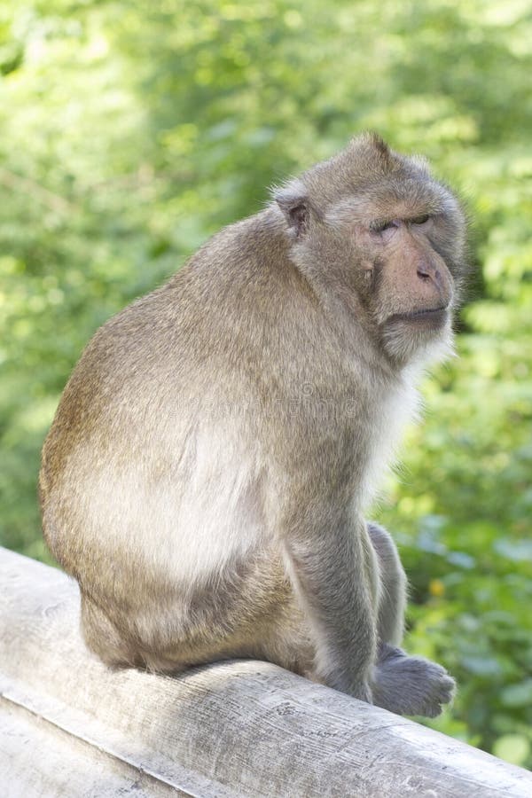 Old and fat monkey stock image. Image of primate, lonely - 16919357