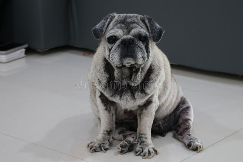 An Old and Fat Pug Sits on the Floor Looking Sad and Misses Its Owner ...