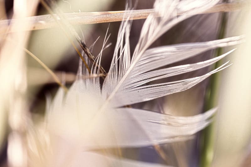Old Feather Laying on a Beach Stock Photo - Image of nature, feather ...