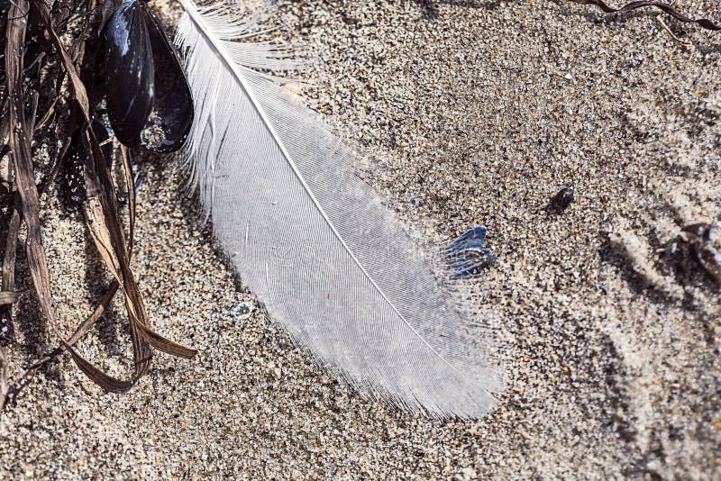 Old Feather Laying on a Beach Stock Photo - Image of stone, feather ...