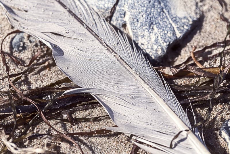 Old Feather Laying on a Beach Stock Photo - Image of pebble, feather ...
