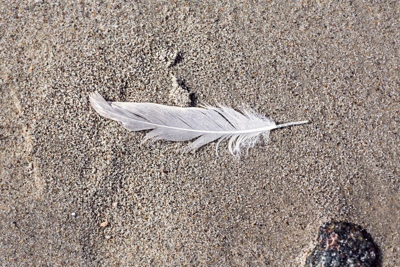 Old Feather Laying on a Beach Stock Photo - Image of background, single ...