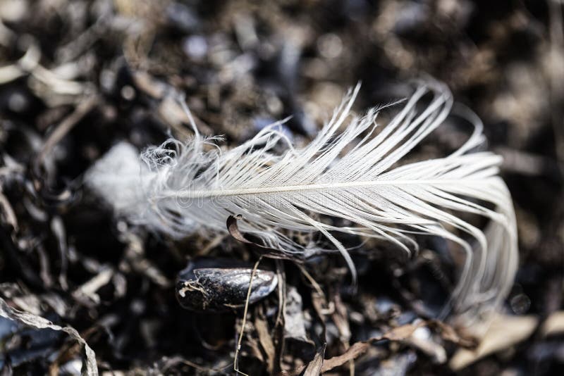 Old Feather Laying on a Beach Stock Image - Image of background ...