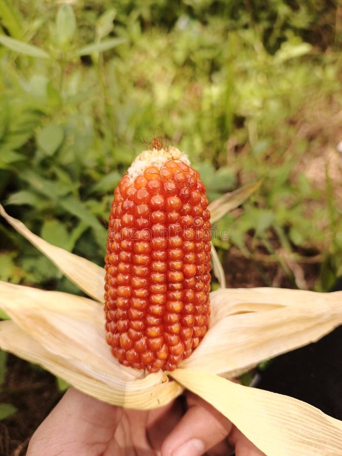 Feed Corn that is Old and Harvested Stock Photo - Image of environment ...