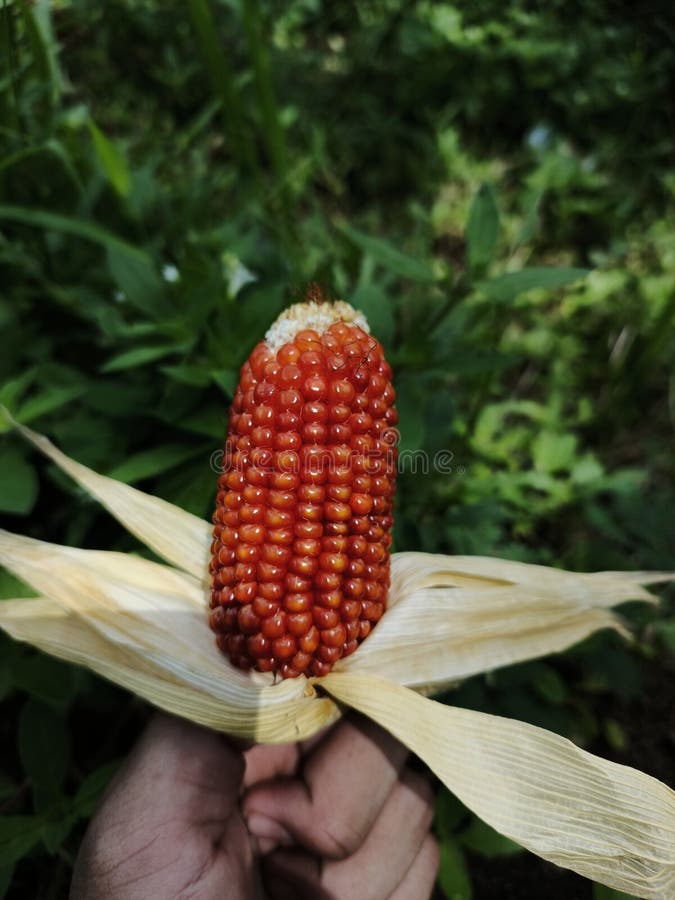Feed Corn that is Old and Harvested Stock Image - Image of background ...