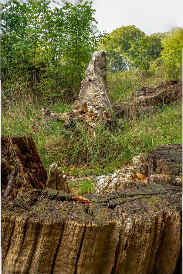 Old Felled Tree Pointing Towards the Horizon Stock Image - Image of ...