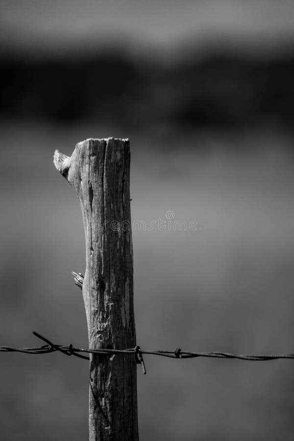 Old Fence Post in Black and White Stock Image - Image of texas, rusty ...