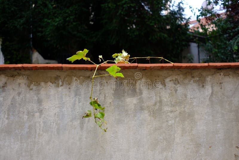 Old Fence with a Tree Branch Falling Over it in Front of a Garden Stock ...