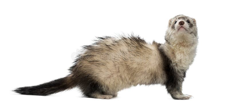 Old ferret stock image. Image of people, black, side - 49913387