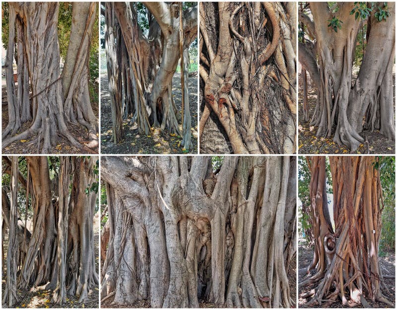Sycamore Roots Stock Photos - Free & Royalty-Free Stock Photos from ...
