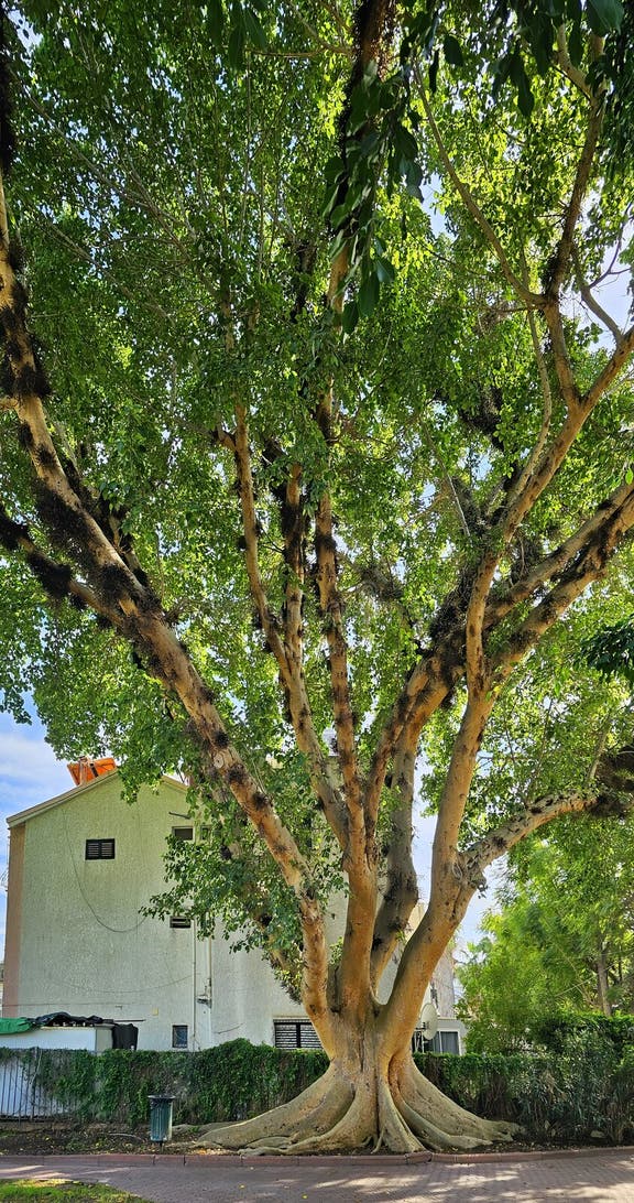 Old Ficus Tree on a City Park Stock Image - Image of park, israel ...