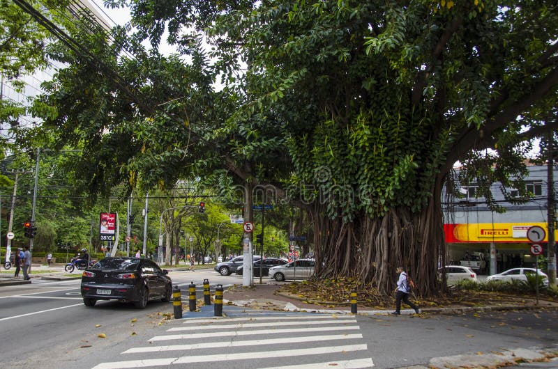 Old Ficus Tree on a City Street Editorial Photo - Image of flora ...