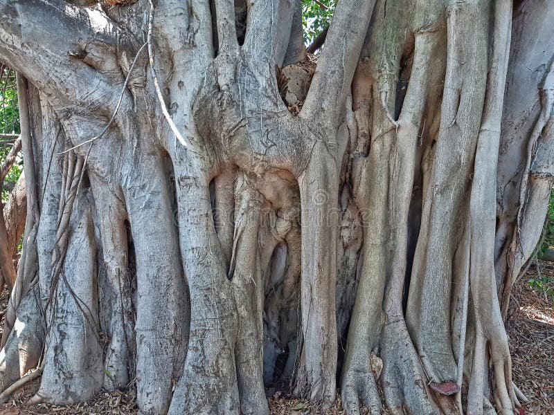 Old Ficus Tree on a City Street Stock Image - Image of moraceae ...