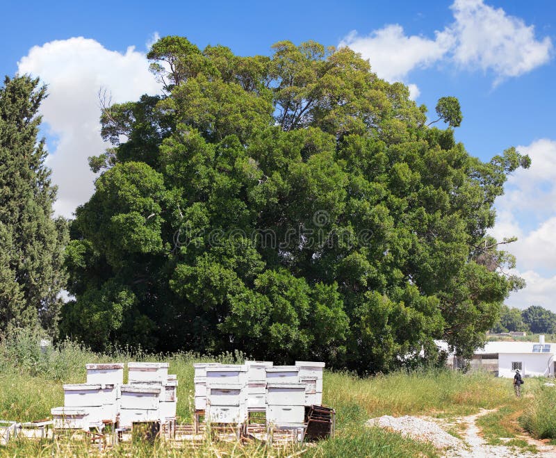 Old Ficus Tree on a City Street Stock Image - Image of moraceae ...