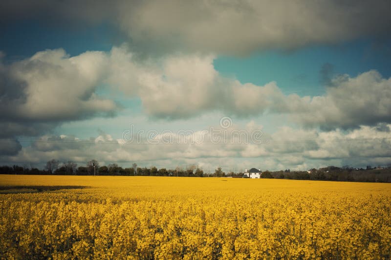 Old field view stock photo. Image of rapeseed, spring - 19562556