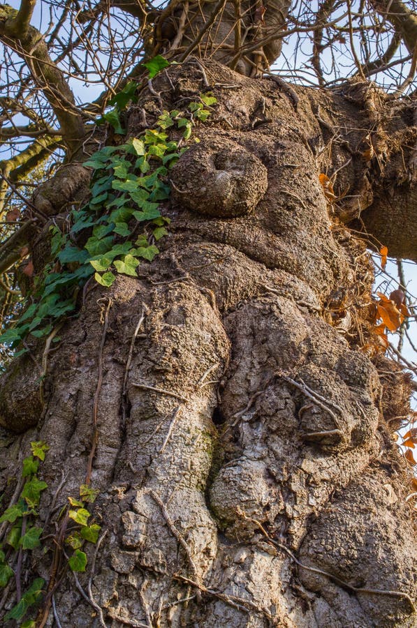Old Fig tree stock photo. Image of figs, cracked, bark - 49373878