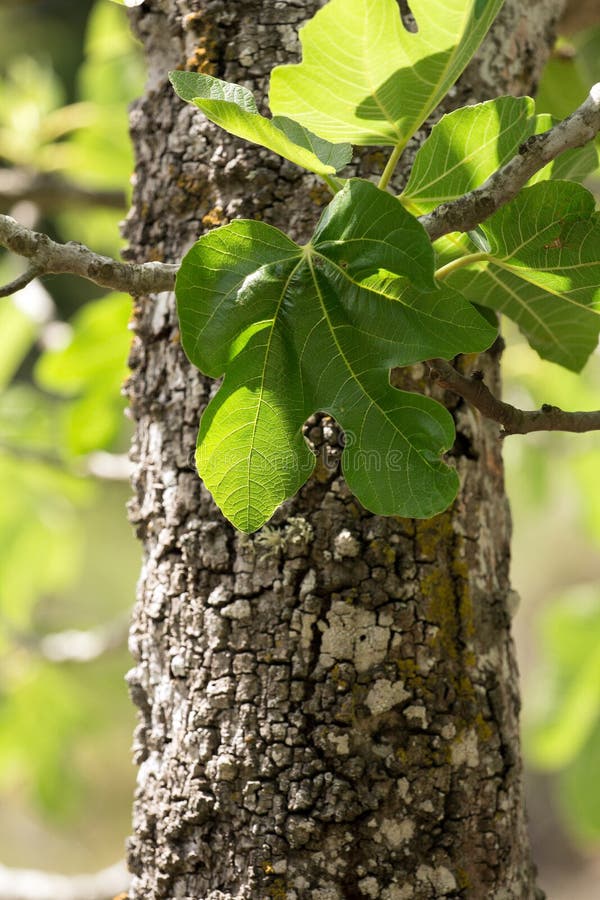 Old Fig Tree stock image. Image of segment, trunk, leaves - 94961631