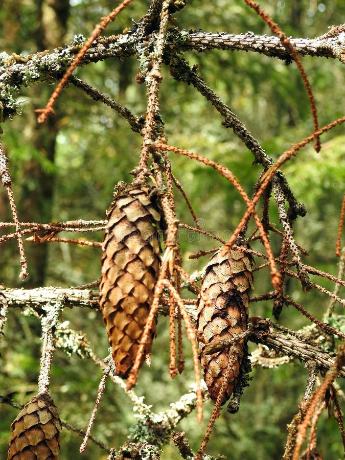 Tree cones stock image. Image of outdoor, celebrating - 34585087
