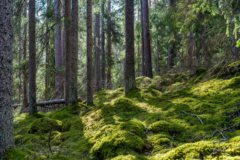 Old Fir Tree Forest in Spring Sunlight Stock Image - Image of branches ...