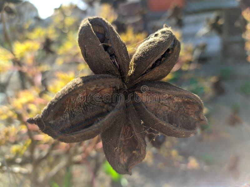 Old flower stock image. Image of desk, feeling, deep - 177927363