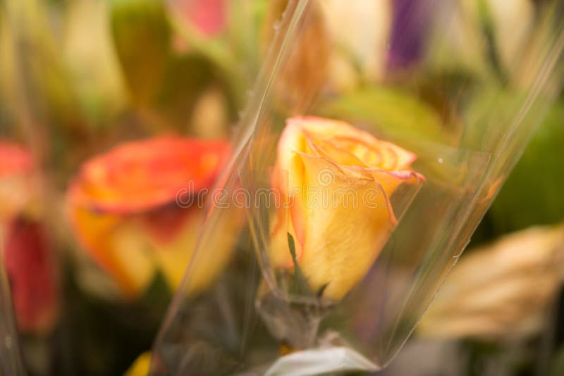 Old flower stock image. Image of rough, rose, brown - 100642323