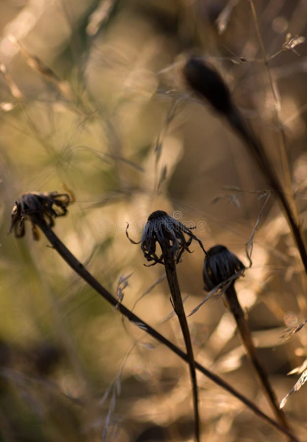 Old flowers stock photo. Image of autumn, flower, nature - 12107390