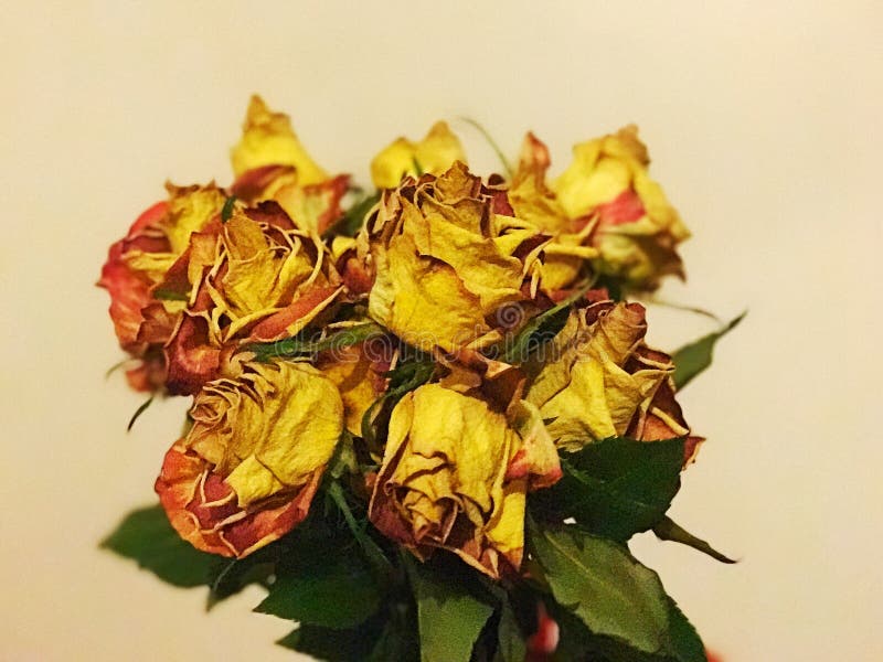 Old flowers stock image. Image of beautiful, pretty - 100611063