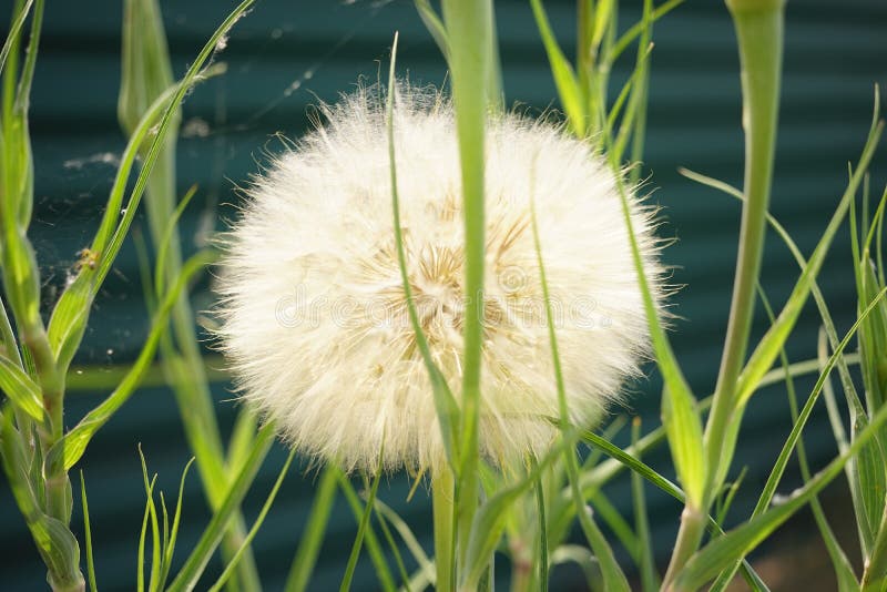 Old Fluffy Dandelion Flower Grow in the Spring Garden Stock Image ...