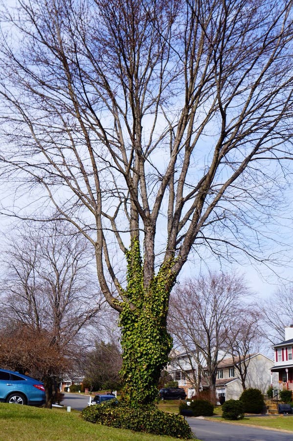 These Old Folks Got a Cool Tree Stock Image - Image of coolest, cool ...