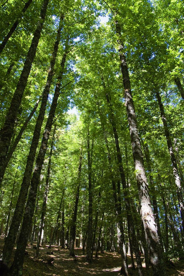 Old forest stock image. Image of environment, leaf, foliage - 12589195