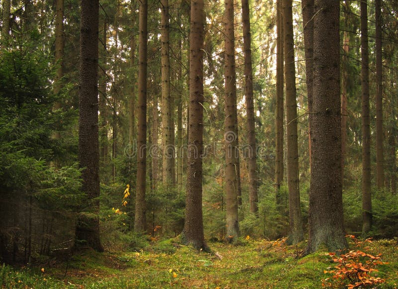 Old forest stock image. Image of summer, forest, autumn - 1558811