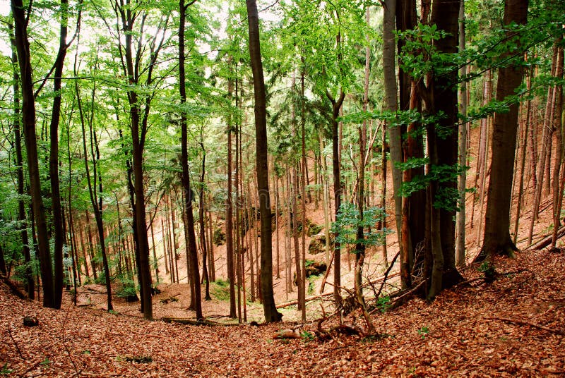 Old forest stock image. Image of plant, seasonal, seasons - 20646703