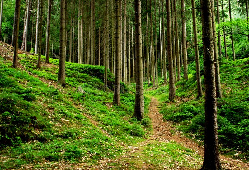 Old forest stock photo. Image of travel, nature, leaves - 20646688