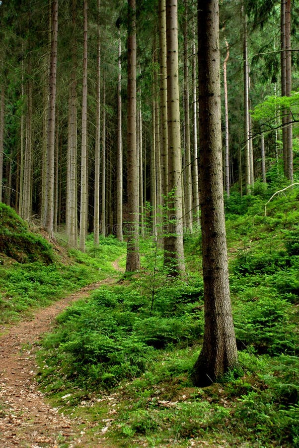 Old forest stock image. Image of plant, seasonal, seasons - 20646703