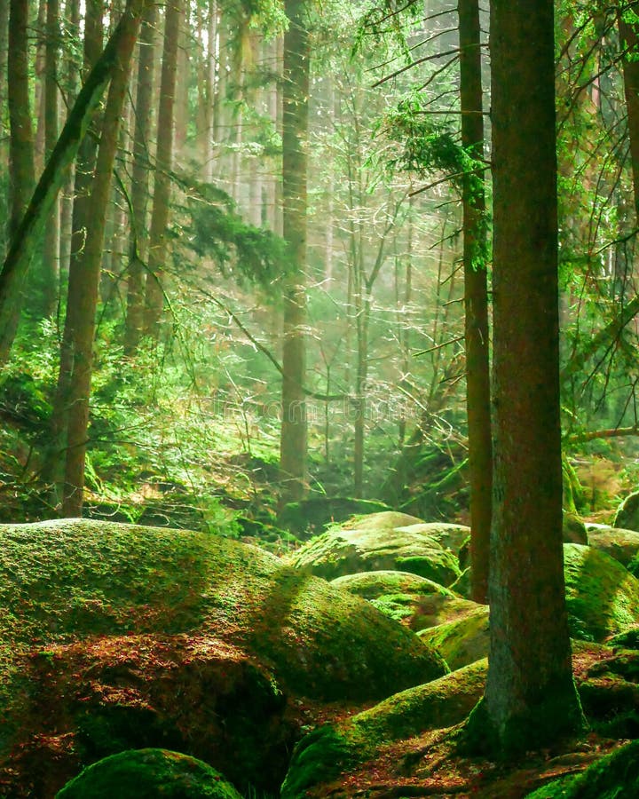 The old forest stock image. Image of deciduous, sunlight - 224842811