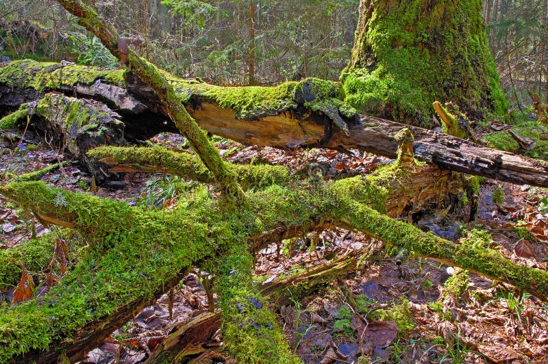 Tree roots stock photo. Image of trunk, plants, rocks - 29407164