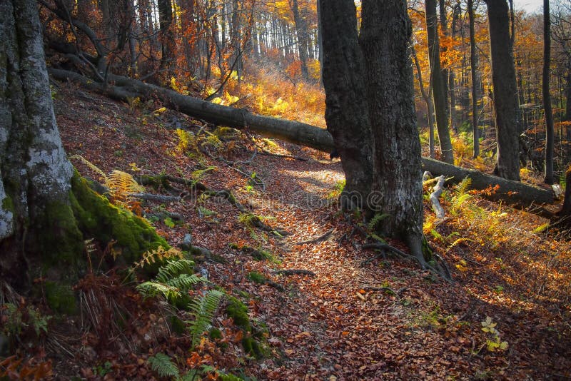 Old forest stock image. Image of bright, october, fall - 27485601