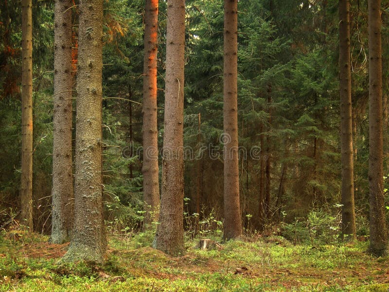Old forest stock photo. Image of fresh, north, high, green - 27992744
