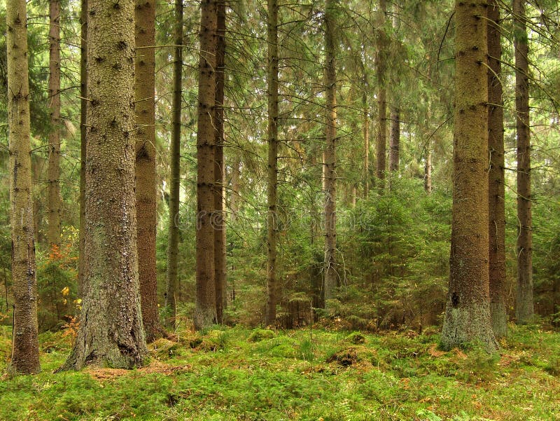 Cornfield 2 stock photo. Image of flora, farming, color - 75532