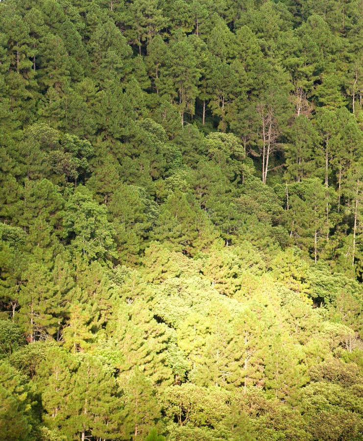 Old Forest Background, Mauritius Stock Image - Image of fresh ...