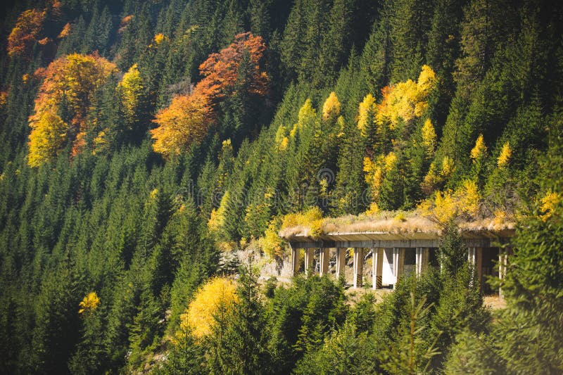 Old Forest Bridge stock image. Image of light, hill, scene - 71226795