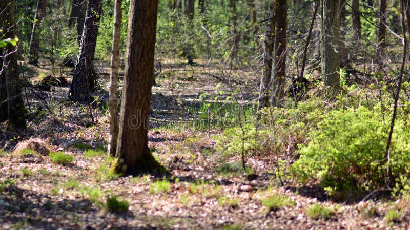 Forest Trees. Nature Green Wood Sunlight Backgrounds Stock Photo ...