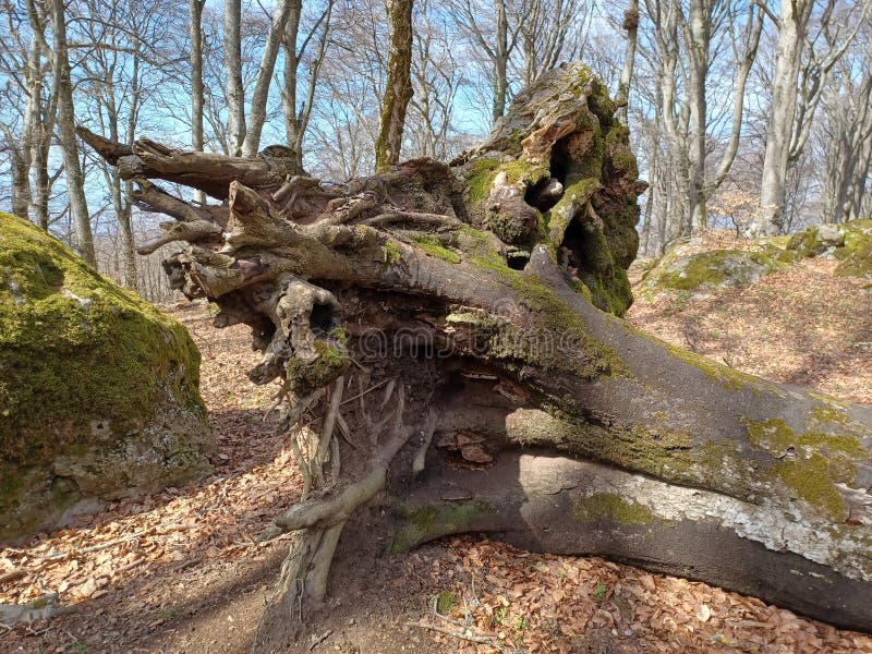 In an Old Forest the Dead Trees Fall and Decay To Return To the Earth ...