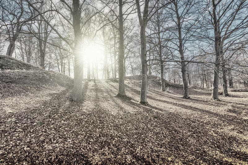 Old Forest in Early Spring Desaturated Stock Image - Image of outdoor ...