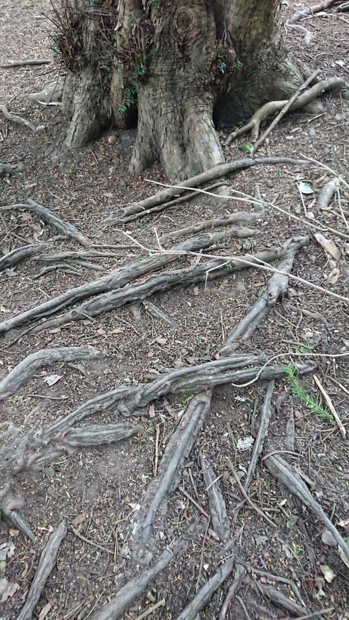 Tree Roots in the Shade stock image. Image of shade - 216942579