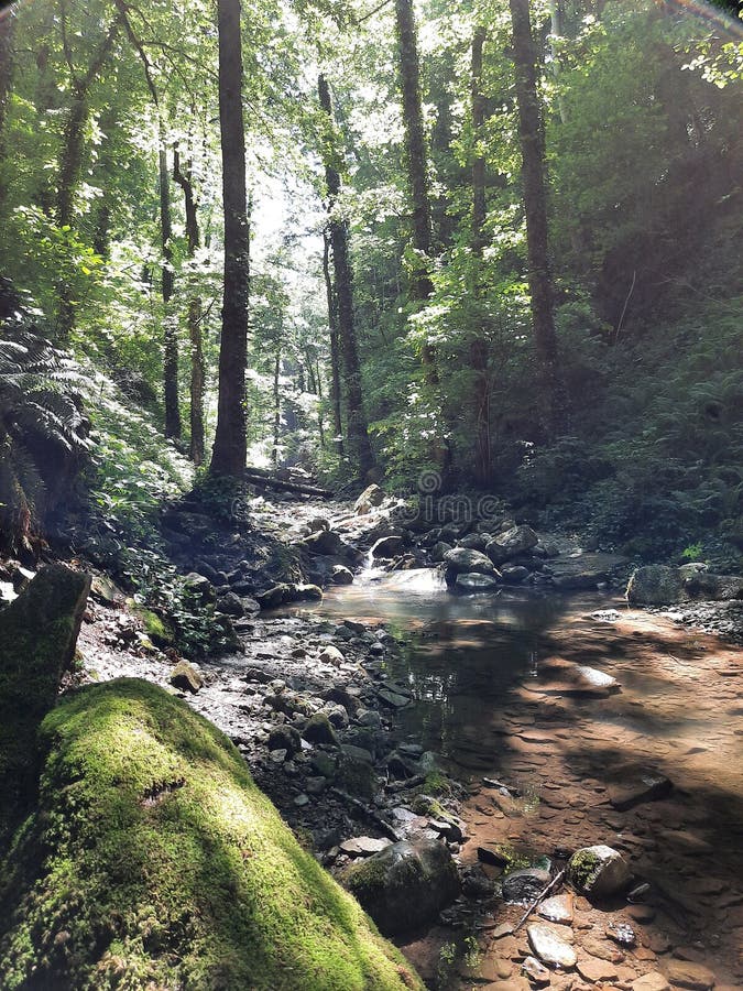 Old forest in a floodplain stock image. Image of forest - 186758441