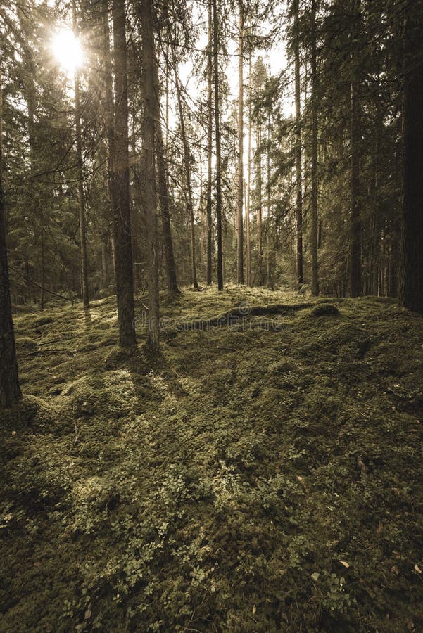 Old Forest with Moss Covered Trees and Rays of Sun - Soft Vintage Look ...