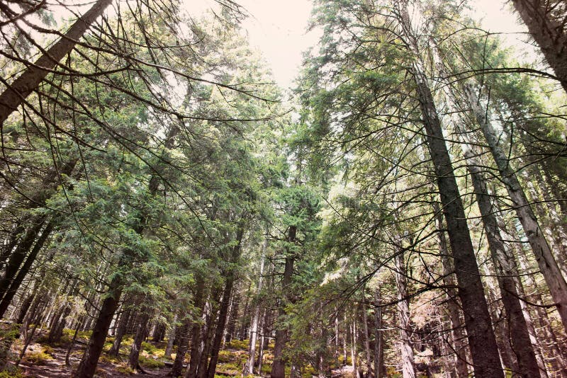 Old Forest in the Mountains. Scenic Nature Stock Image - Image of ...