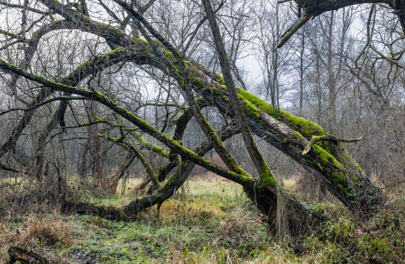 Hand shaped mossy tree stock photo. Image of wilderness - 206502508