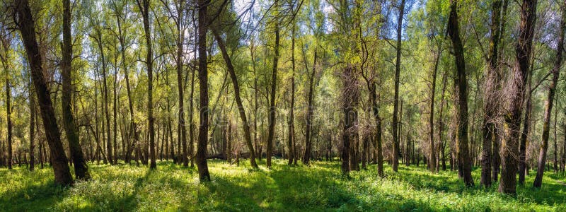 Old forest, panoramic stock image. Image of trunks, biodiversity ...